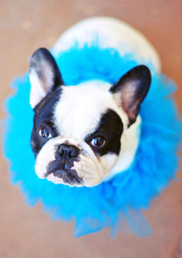 DIY Elizabethan Ruffle Clown Collars for Your Pets